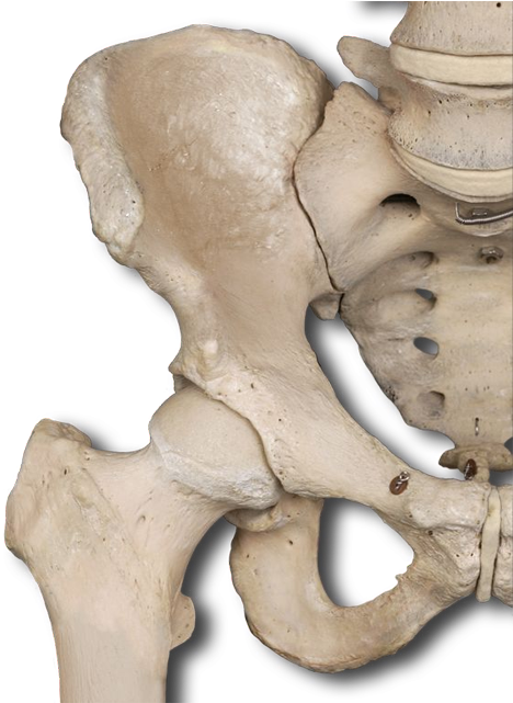 Download Hip Bone - Pelvic Girdle Real | Transparent PNG Download | SeekPNG