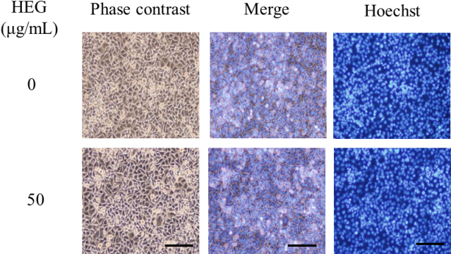 Effect Of Heg On Apoptosis In Hepg2 Cells - Nse:heg (663x374), Png Download