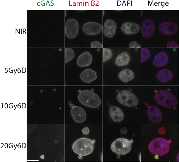 Download Immunofluorescent Staining Shows Co-staining Of Lamin ...