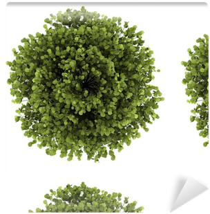 Top View Of Common Hazel Bush Isolated On White Background - Png Hd ...