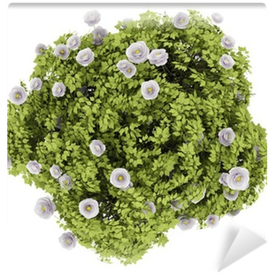 Download Top View Of Peony Bush Isolated On White Background - Flower ...