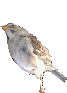 A Transparent Dead Bird ” - House Sparrow (877x625), Png Download