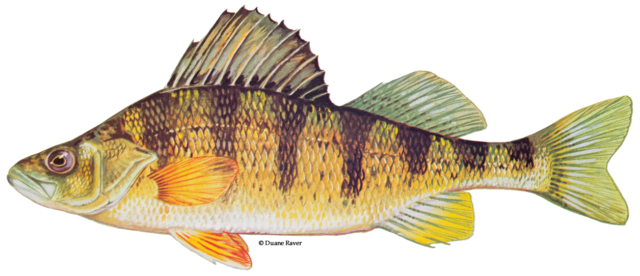 Download Illustration Of A Yellow Perch - Yellow Perch | Transparent ...