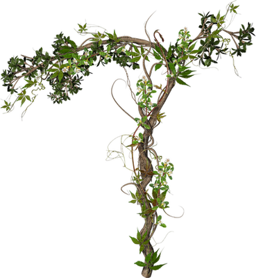 Climber Plant Png - Leaves Psd (369x400), Png Download