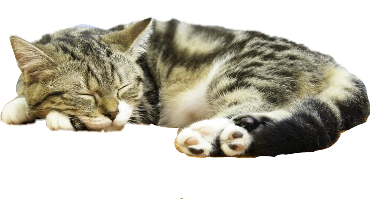 Cat Lying Illustration In Png Svg Images