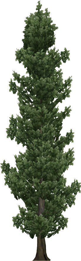 Mediterranean Cypress - Christmas Tree (882x882), Png Download