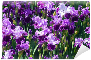 Royalty-free (400x400), Png Download