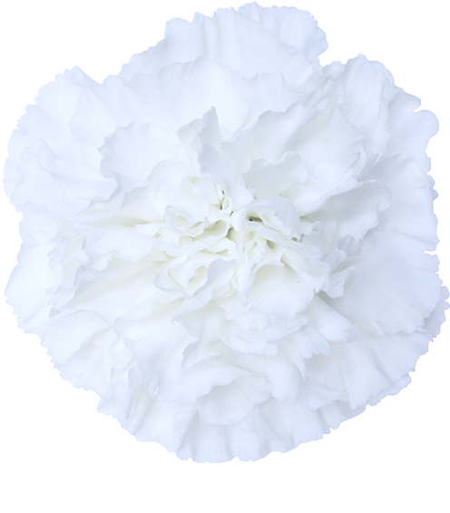 Colibri Flowers Carnation Moon Light, Grower Of Carnations, - Limea ...