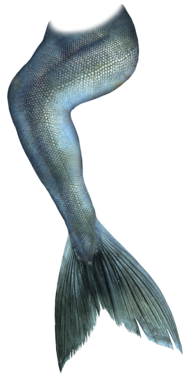 Share This Article - Realistic Mermaid Tail Png (900x1433), Png Download