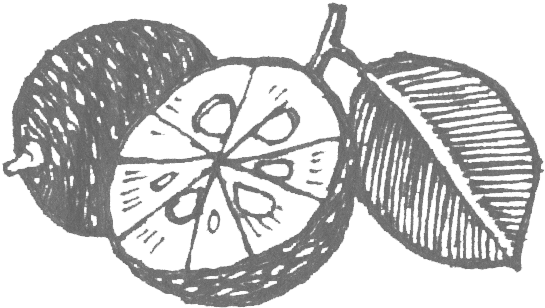 Floating-calamansi - Sketch (573x354), Png Download