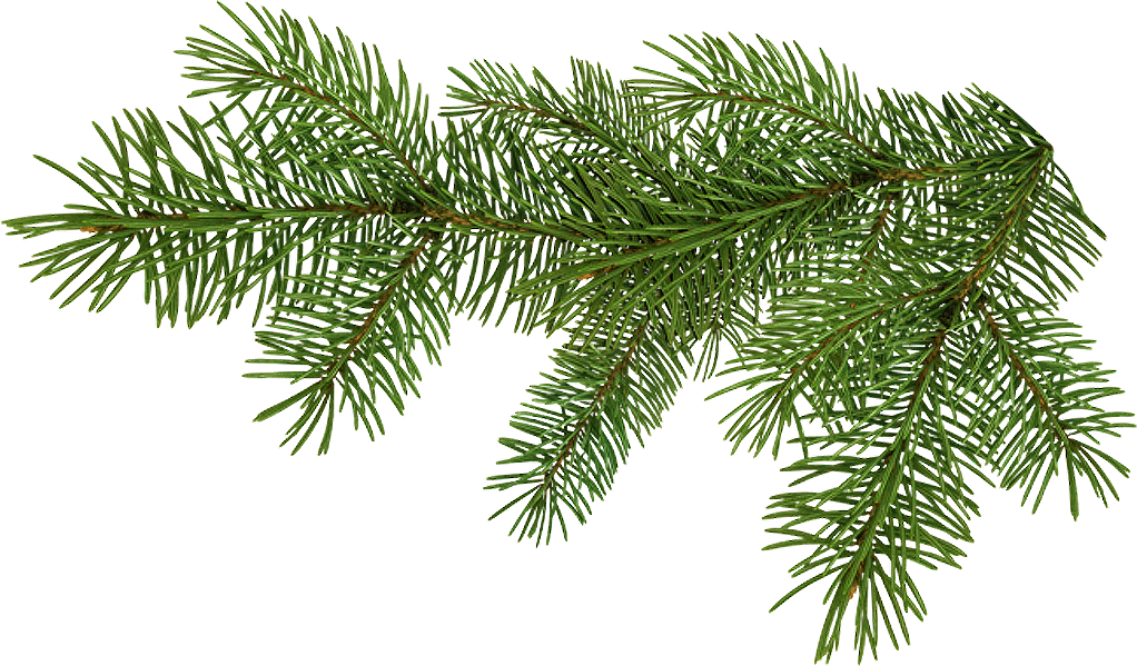Download Pine Tree Branch Png Download - Branche De Sapin Png ...
