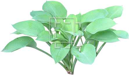 Parent Category - Hosta Plant Png (450x450), Png Download