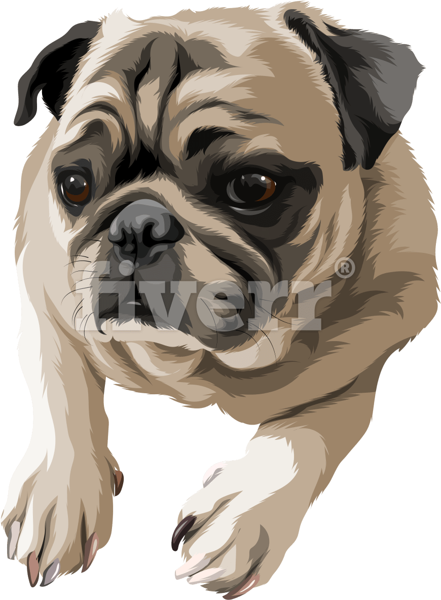 Download Pug | Transparent PNG Download | SeekPNG