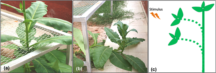 A Model Of Plant Growth And Development Based On The - Plantation ...