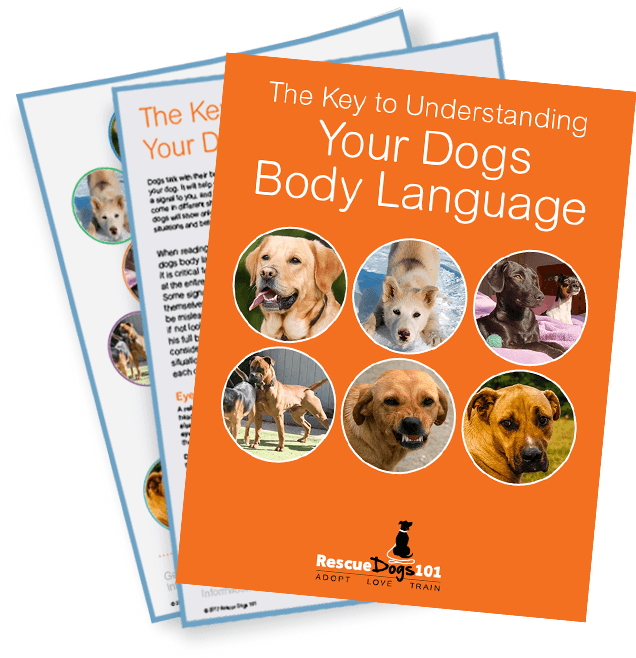 Download Understanding Dogs Body Language - Leash Up's 101 Reasons I ...