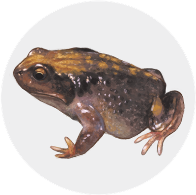 Download Eastern Spadefoot | Transparent PNG Download | SeekPNG
