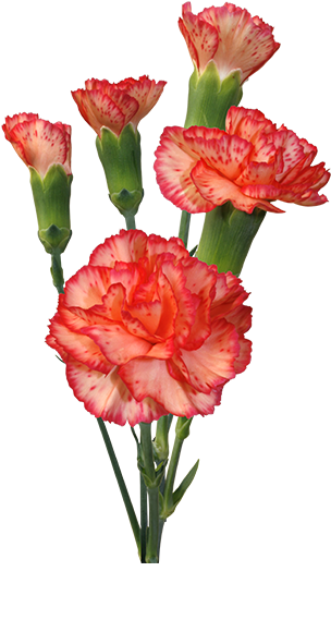 Colibri Flowers Minicarnation Lina, Grower Of Carnations, - Red ...