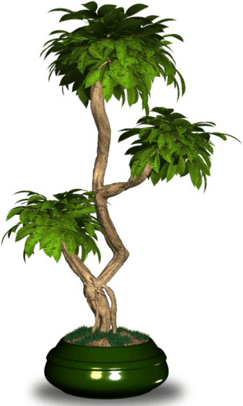 Download Ficus Double Topery Plant In Coffe Wood - Bonsai | Transparent ...