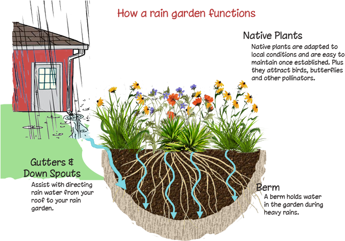 A Rain Garden Is A Shallow Depression That Is Planted - Pomfret ...