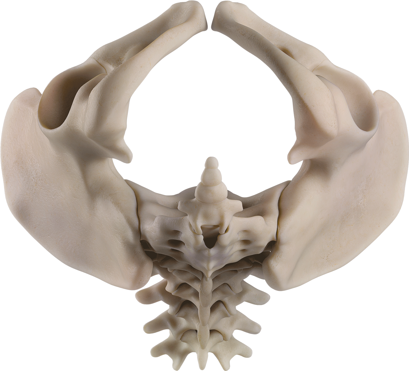 Female - Skull (1452x1200), Png Download