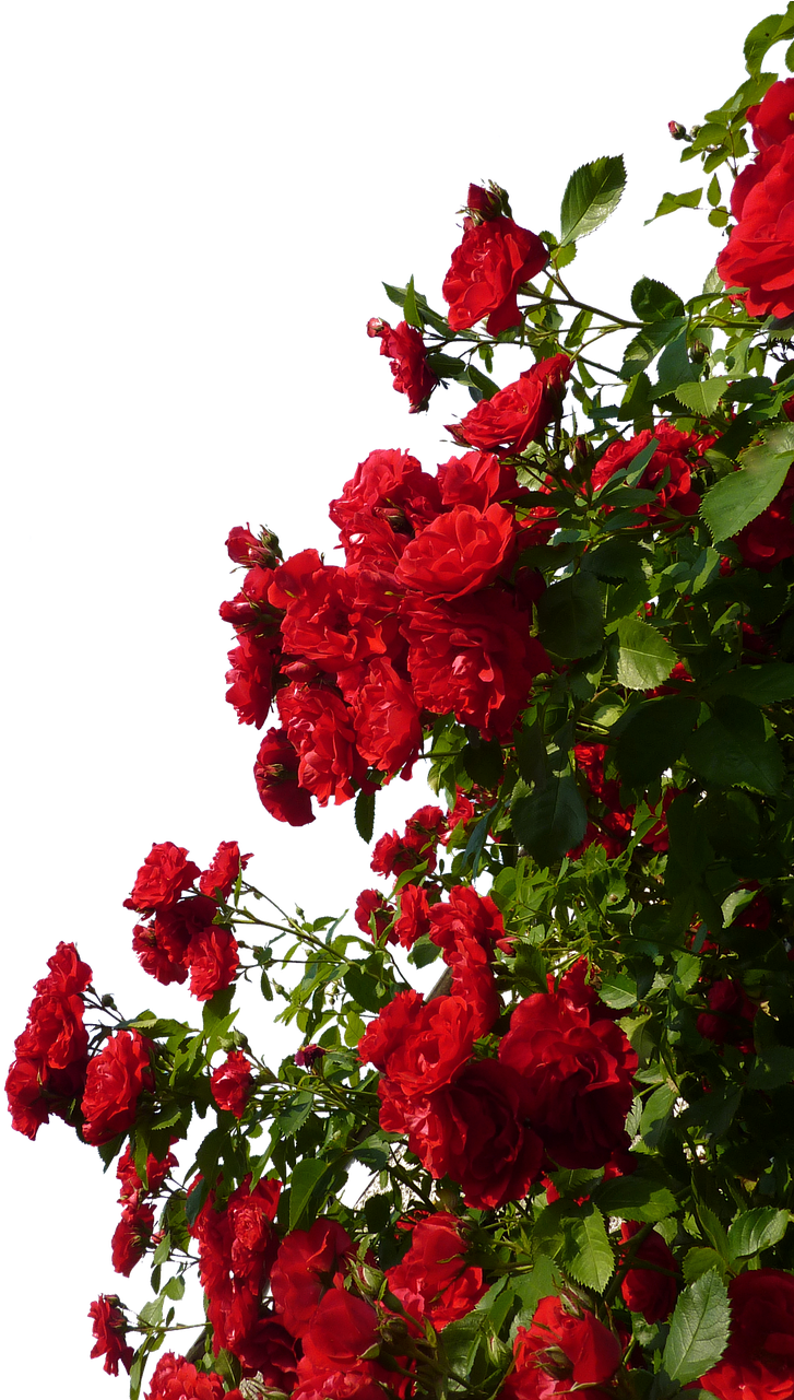 Download Red Rose Clipart Climbing Rose - Garden Png | Transparent PNG ...