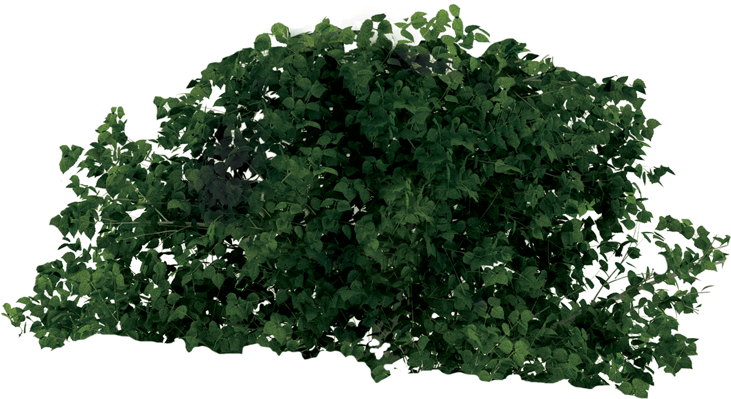 Rainforest Tree - Tree (1471x803), Png Download