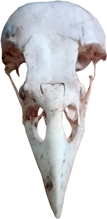 Bird Skull Photo - Skull (1600x1200), Png Download