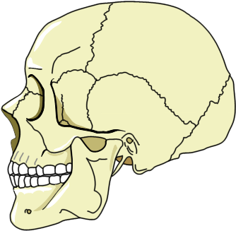 Skull - Side View - Skull (359x352), Png Download