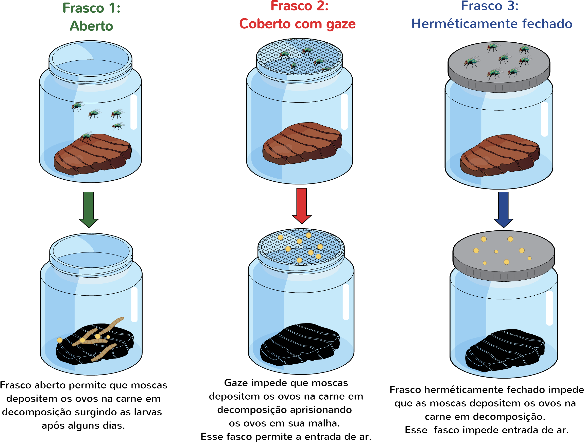 Experimento De Redi - Los Experimentos De Redi (2400x1800), Png Download