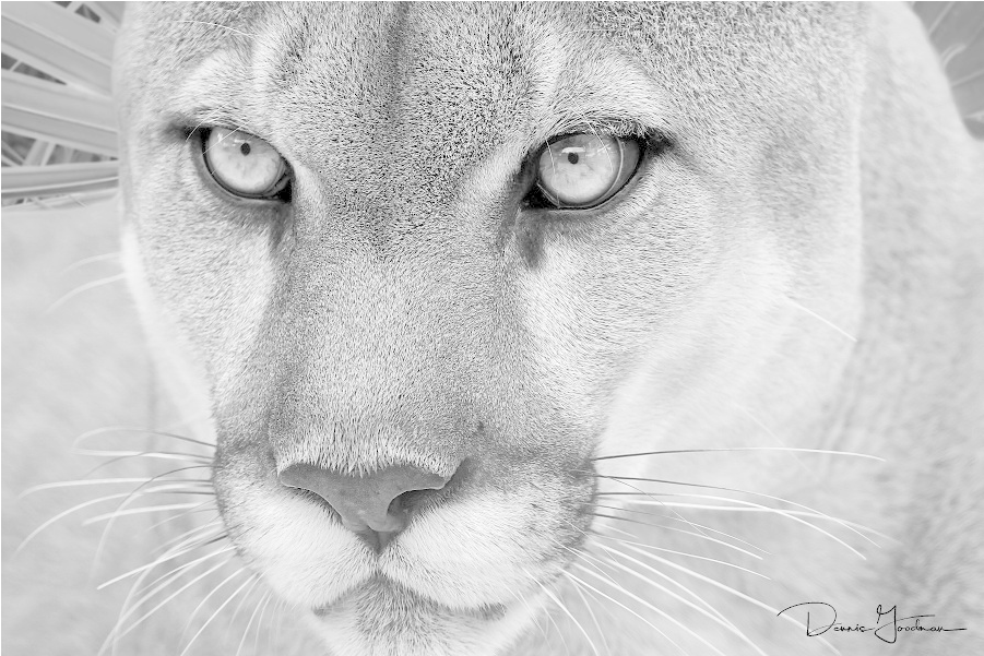 Poster: Goodman's Florida Panther, 61x46in. (1000x1000), Png Download