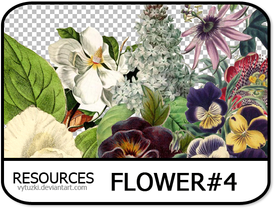 Png Pack - Flower Png Pack Deviantart (576x432), Png Download