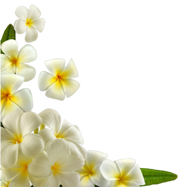 808 Hawaii Phone Numbers - Singapore Graveyard Flower (400x400), Png ...