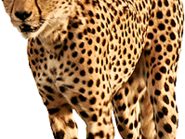 Cheetah Png Transparent Images - Cheetah Transparent Background ...