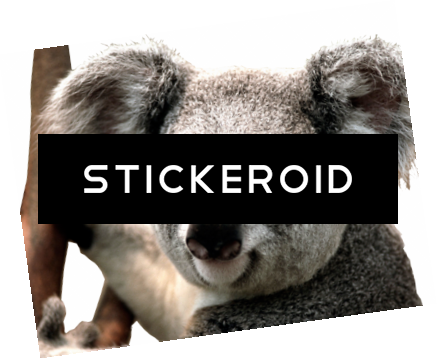 Download Koala - Koala Windows 7 | Transparent PNG Download | SeekPNG