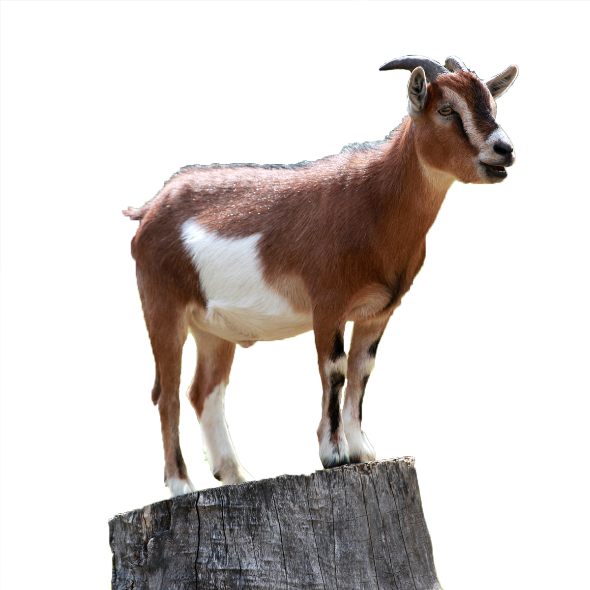 Goat Png Images Download - Goat Png (1200x1200), Png Download