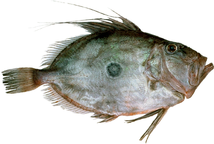 Johndory - John Dory (450x303), Png Download