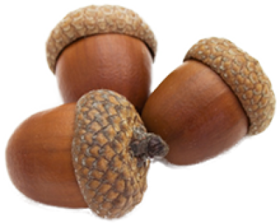Download Acorn Png Image, Download Png Image With Transparent - Acorns ...