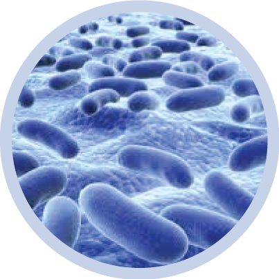 Bacteria Png Transparent Image - Bacteria Png Transparent (403x403 ...