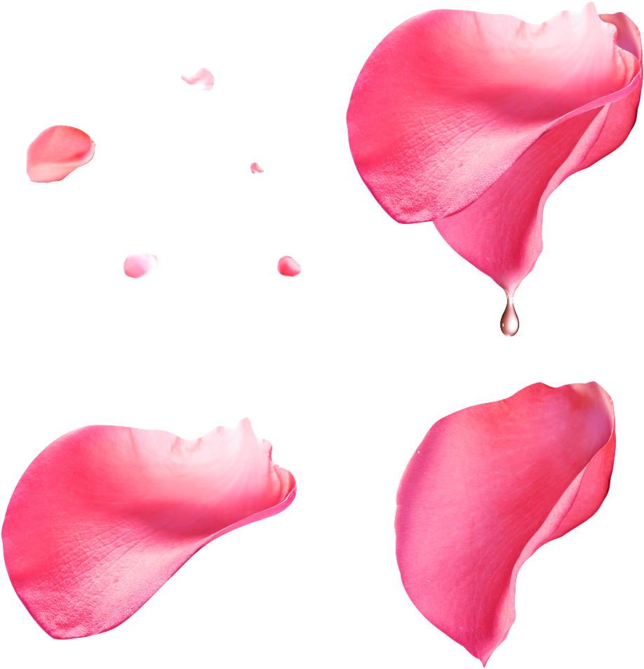 Pink Petals With Transparent (700x758), Png Download