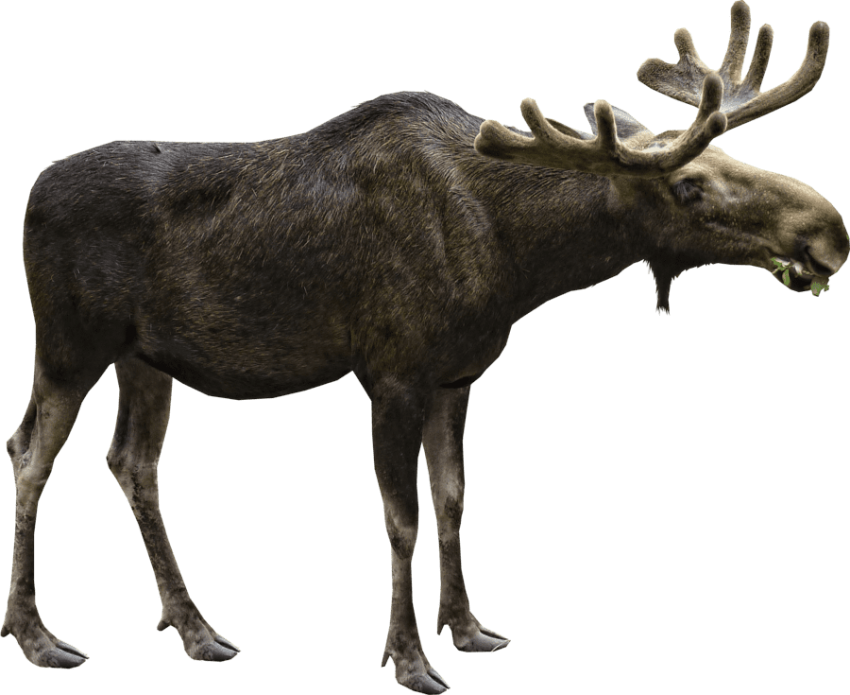 Free Png Moose Png Images Transparent - Sweden (850x695), Png Download