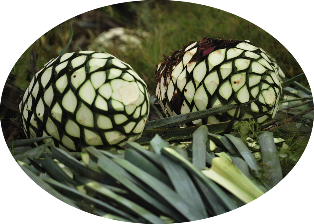 Pina Oval - Piñas De Agave Png (1000x715), Png Download