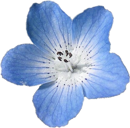 Blue Flower Transparent Background (612x585), Png Download