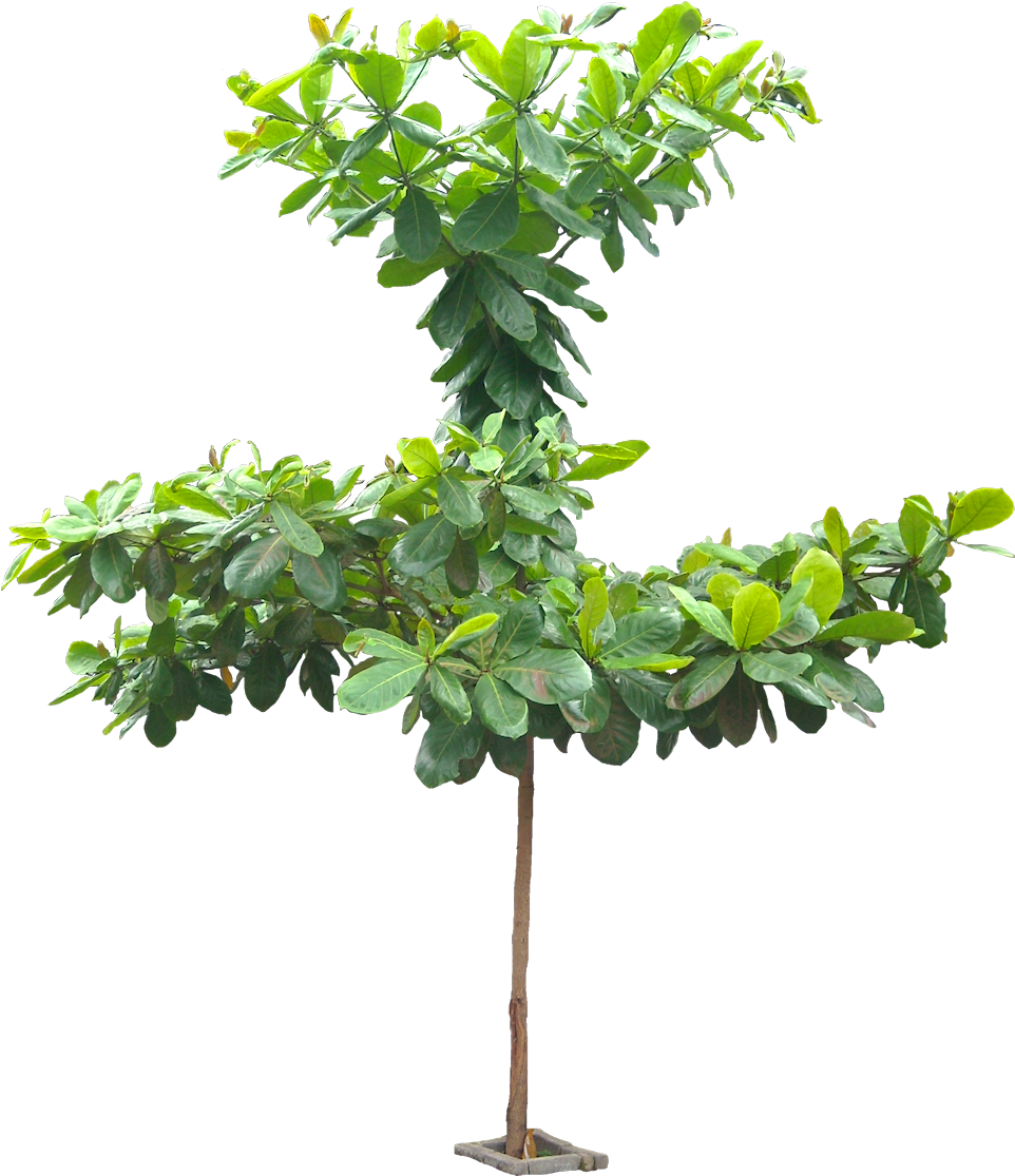 20 Free Tree Png Images - Terminalia Catappa Tree Png (984x1146), Png ...