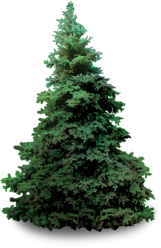Crop Tree Png - Blue Spruce Png (1600x1000), Png Download