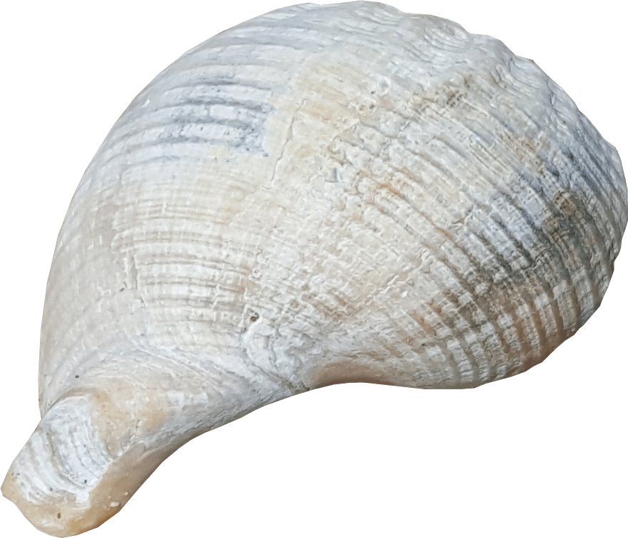 Beach Shell No Background Image - Beach Shell Without Background ...