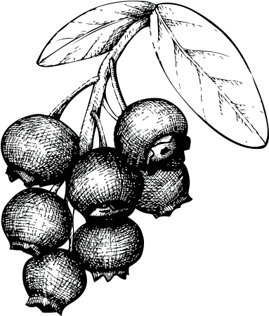 Download Plymouth Sloe Gin Based On A Classic - Berry Drawing Png ...