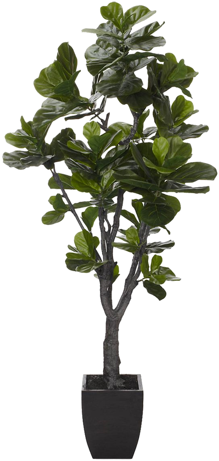 February 27, - Fiddle Leaf Fig Tree Png (528x1200), Png Download