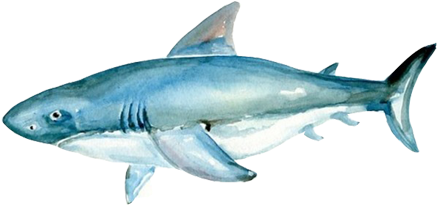 Tiger Shark Watercolor Painting Great White Shark - Shark Watercolor ...