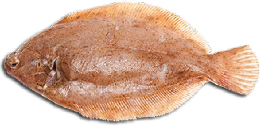 Sole Fish Png (900x418), Png Download