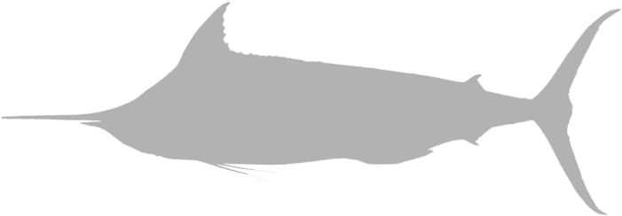Marlin Outline Png (721x243), Png Download